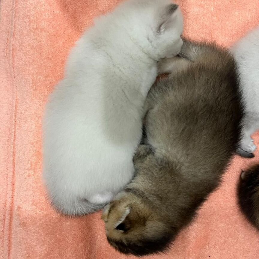 Шотландские котята