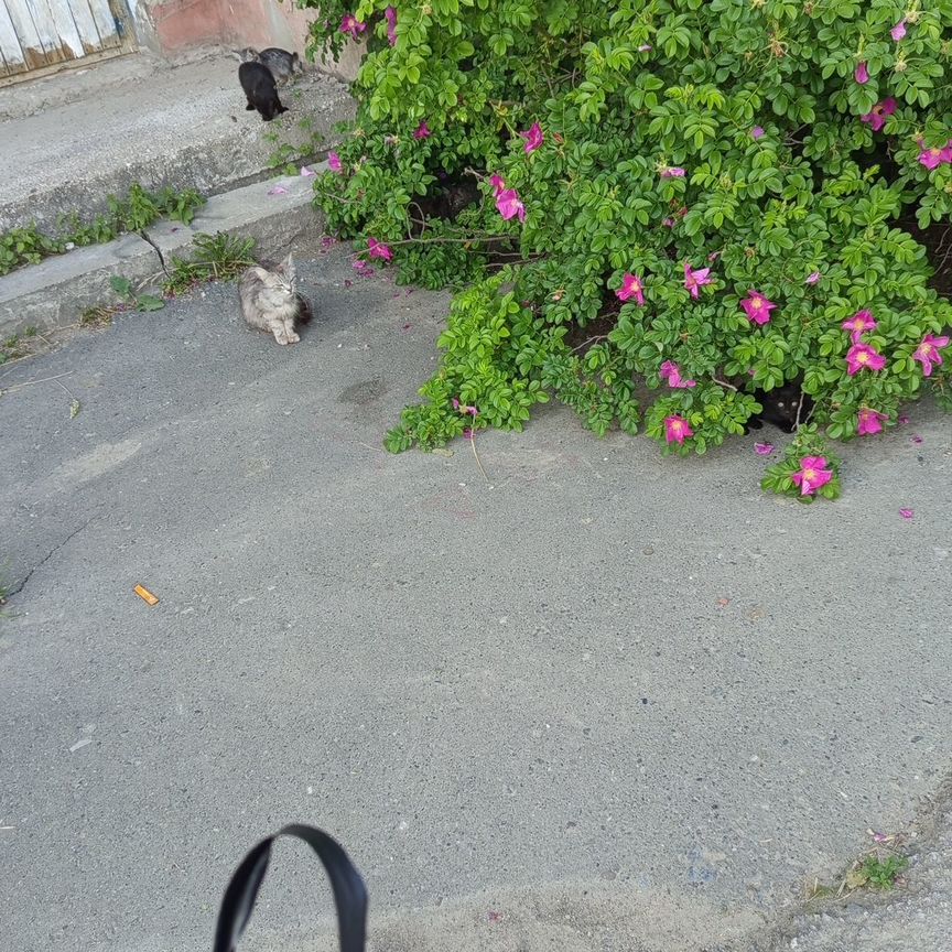 Взрослая, кошка в добрые руки
