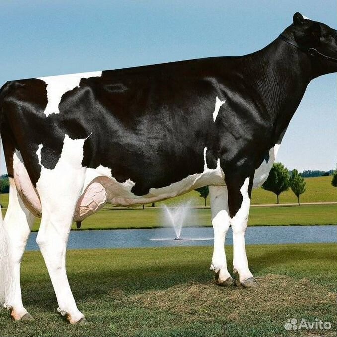 Продам телочку