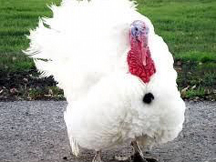 Продажа мяса индюков