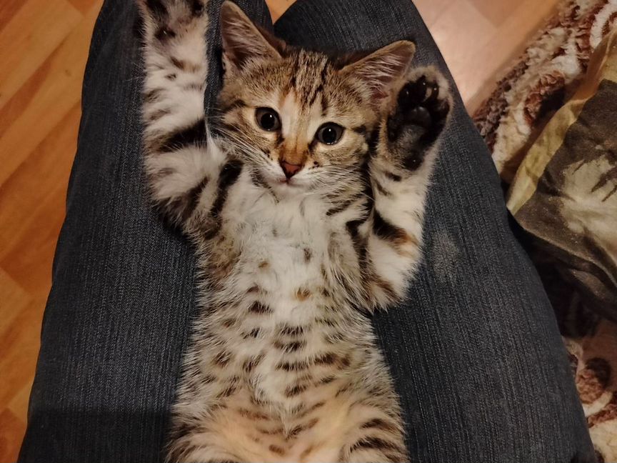 Котёнок в добрые руки