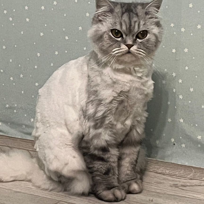 Шотландский вислоухий длинношёрстный кот, взрослый