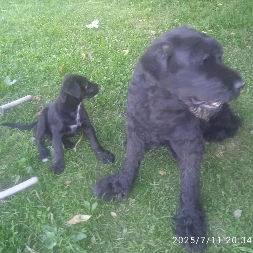 Щенки собак пастухов
