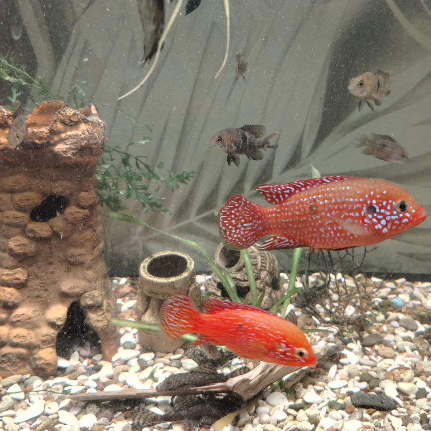 Продам пару хромисов