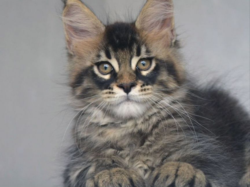 Котик мейн кун чёрный тикированный