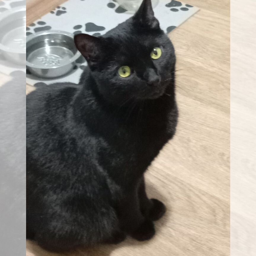 Котик в добрые руки