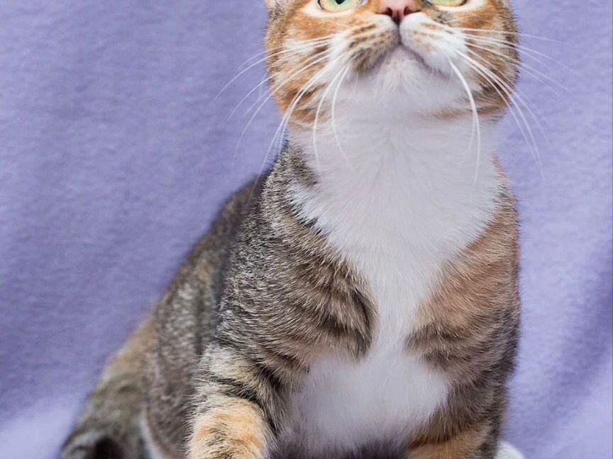 Пестренкая кошечка Астра в добрые руки