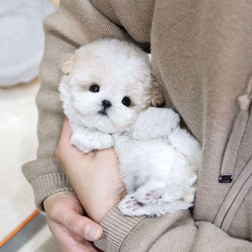 Тикап мальтипу