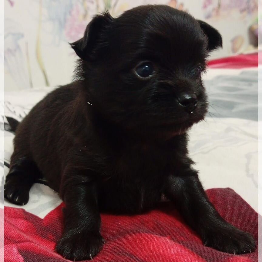 Чихуахуашка мишка