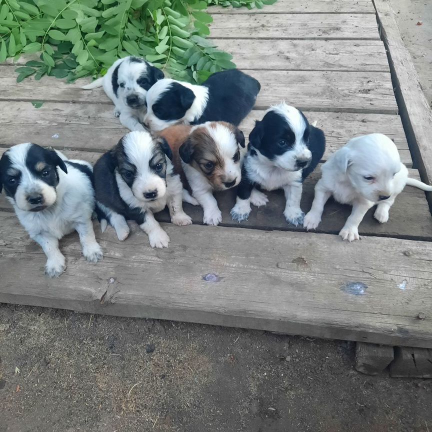 Щенячий патруль Щенята в добрые руки