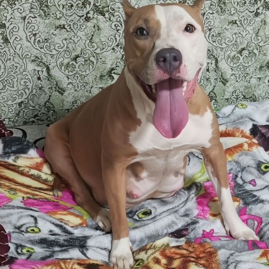 Американский стаффордширский терьер, щенок