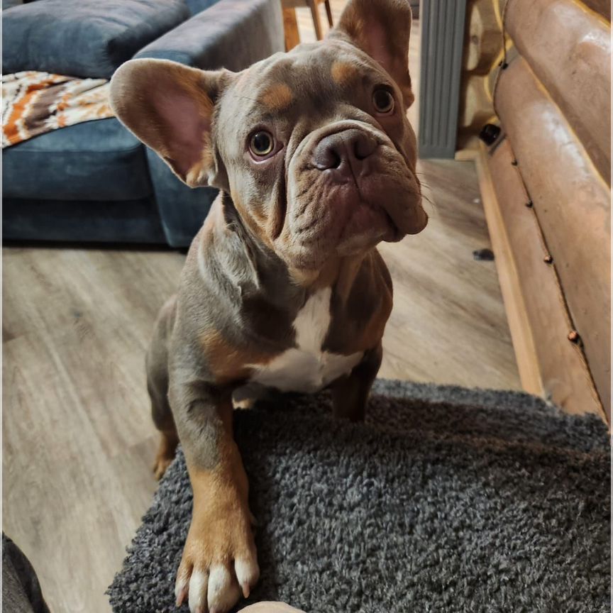 Французский бульдог, щенок