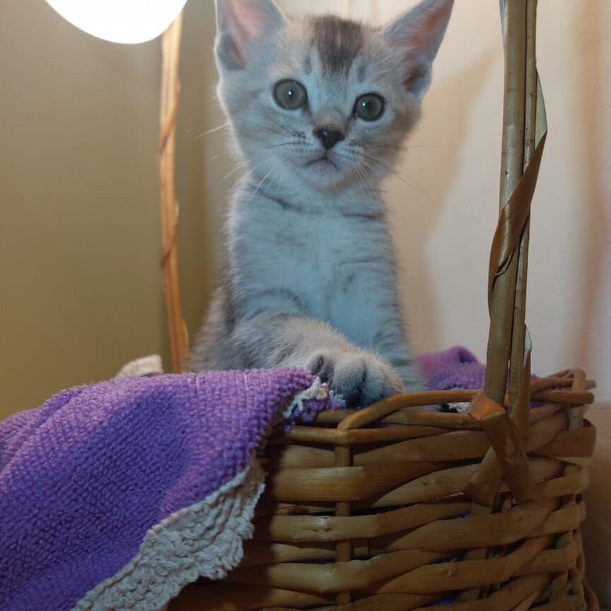 Абиссинский кот