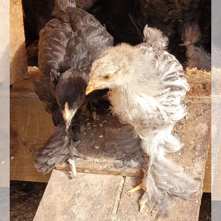 Цыплята (курочки)породы Брама 1 месяц