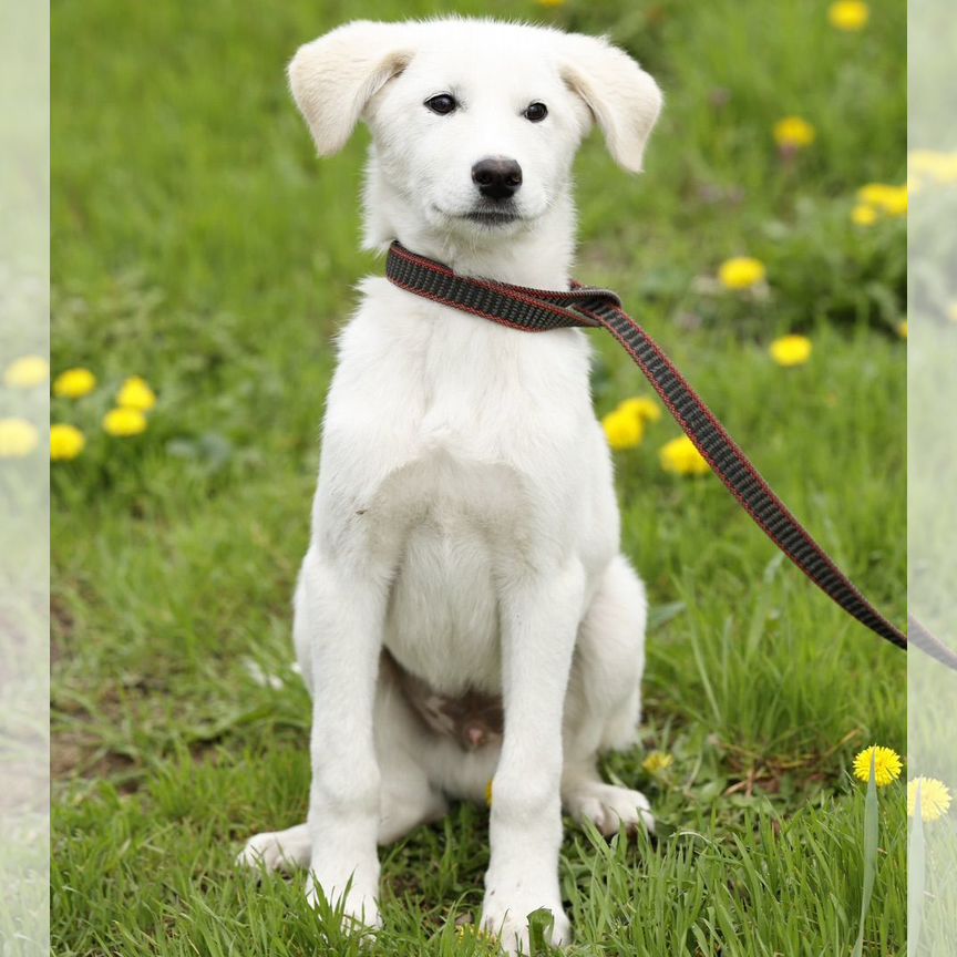 Щенок в добрые руки