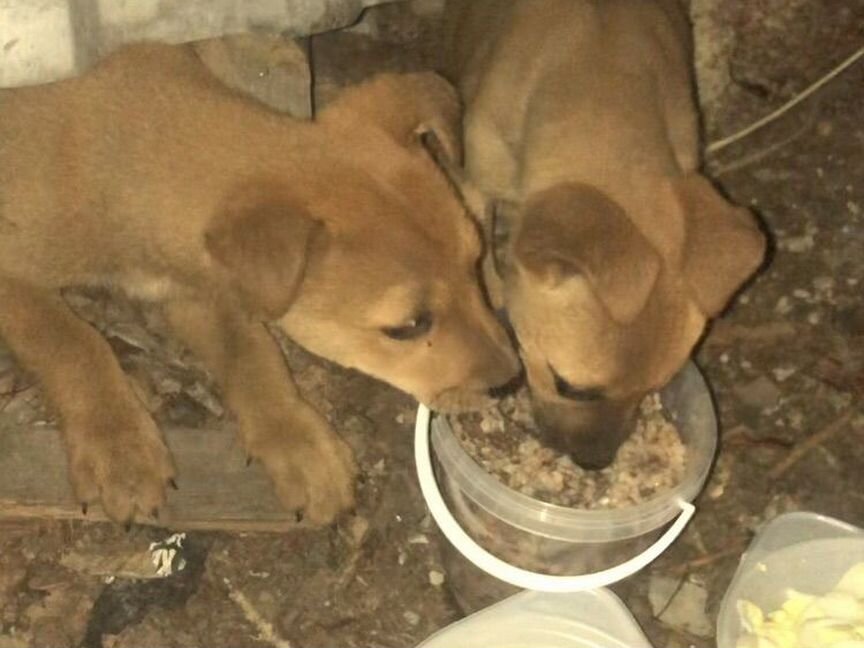 Щенята бездомные, четыре, один черненький