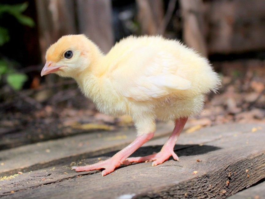 Индюшата хайбрид конвертер