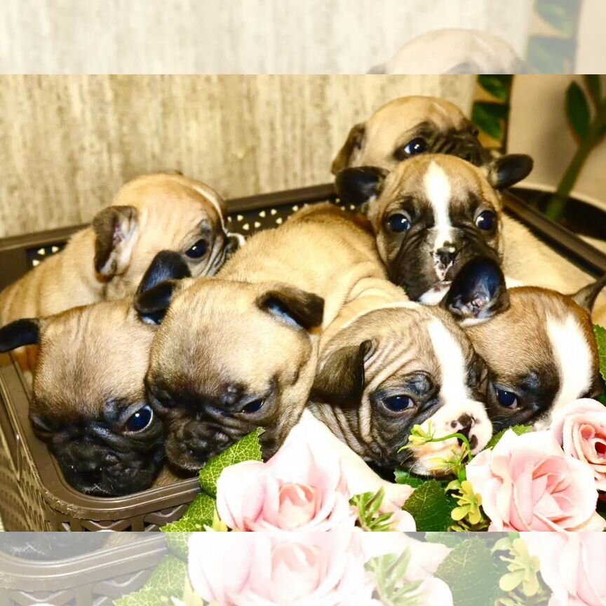 Французский бульдог, щенок