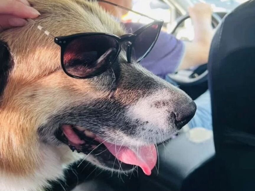 Собака онкология ищет дом на доживание