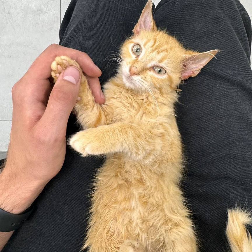 Рыжий котенок в добрые руки