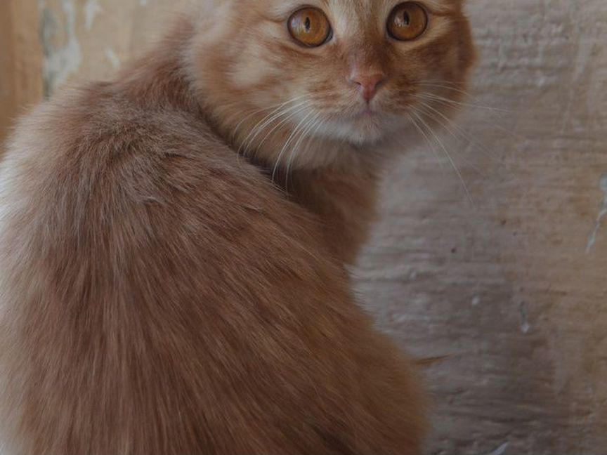 Отдам вислоухого кота. 1 год