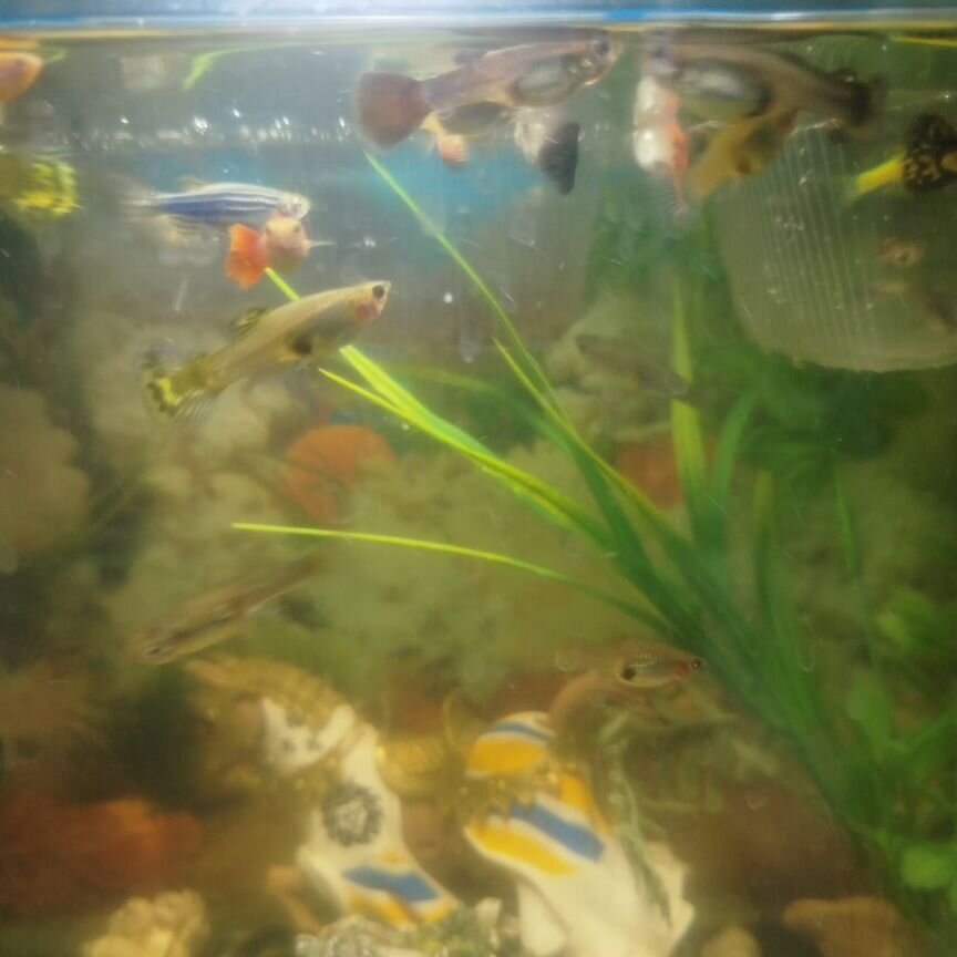 Обмен гуппи