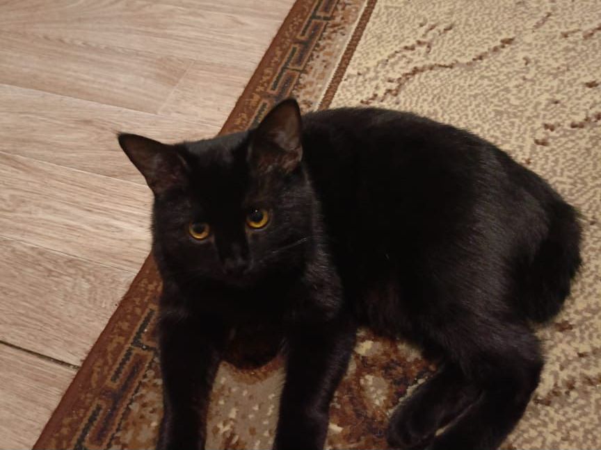 Черный кот короткохвостный