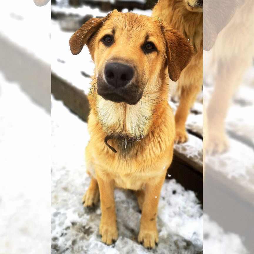 Щенок в добрые руки