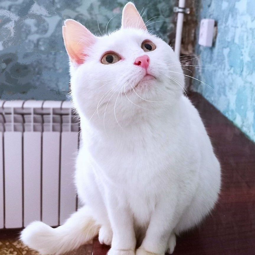 Отдам кошку в добрые руки