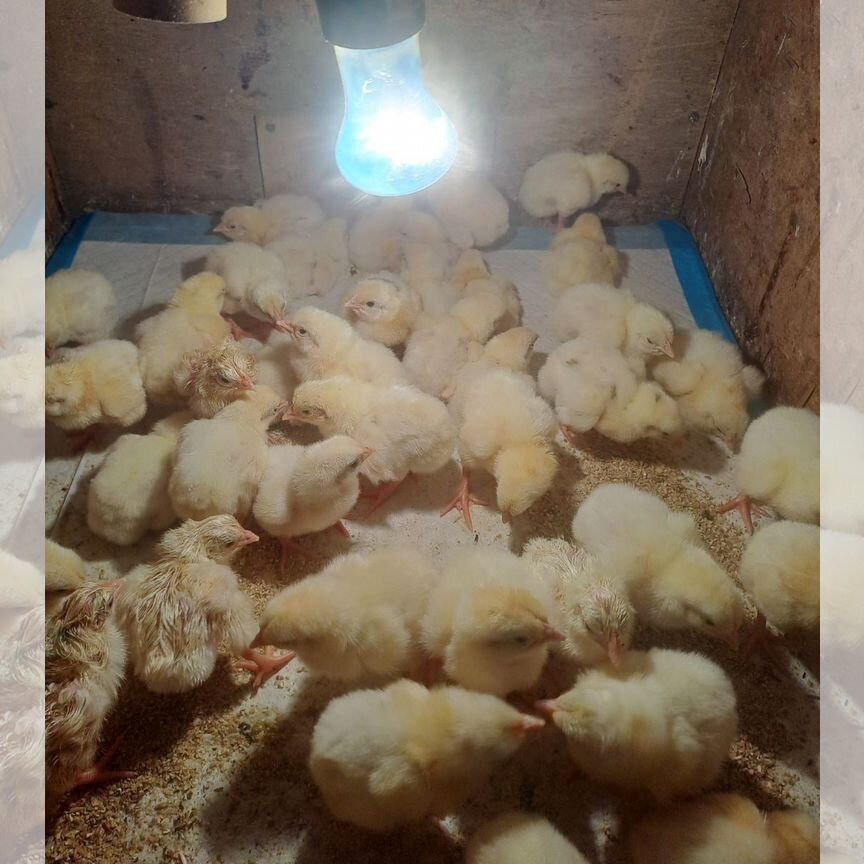 Цыплята бройлеры кобб 500