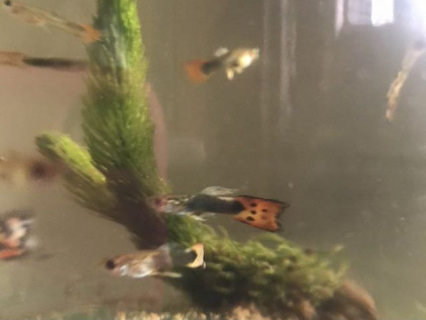 Аквариумные рыбки гуппи