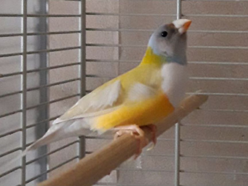 Амадина Гульда (самец)