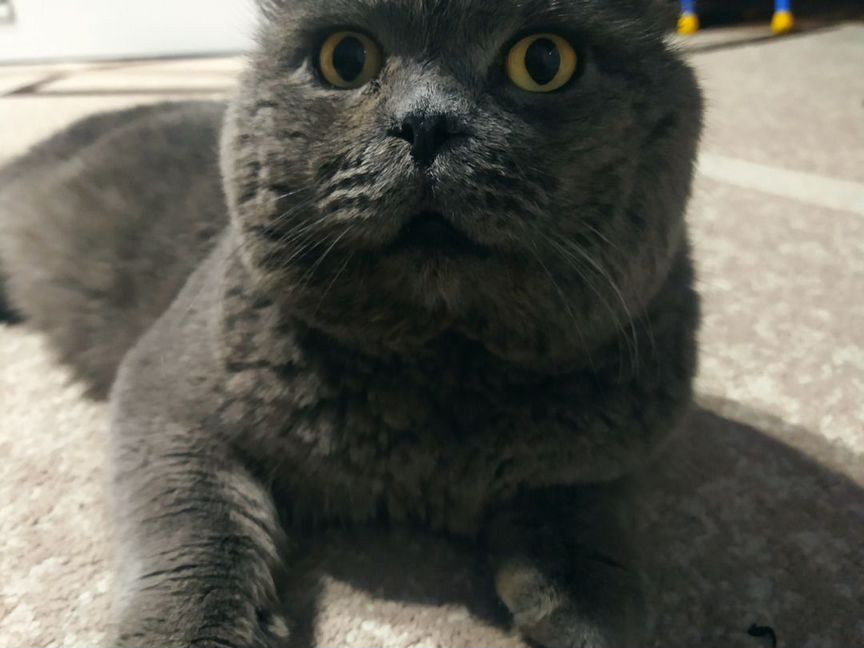 Опытный жених ищет невесту