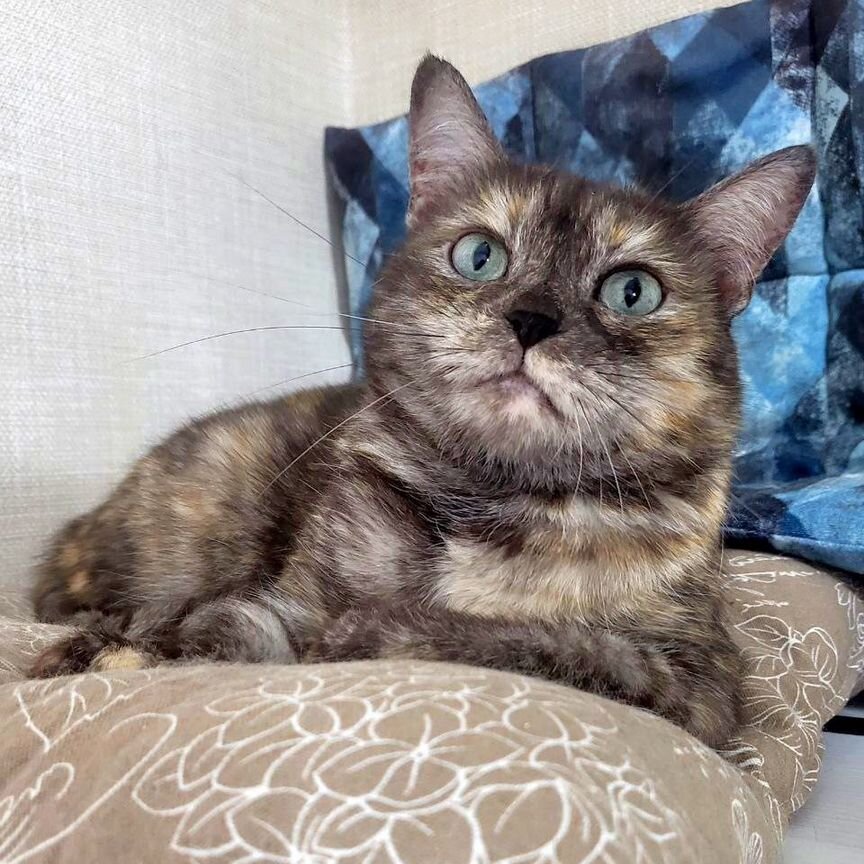 Нежная и ласковая Полли кошка в дар