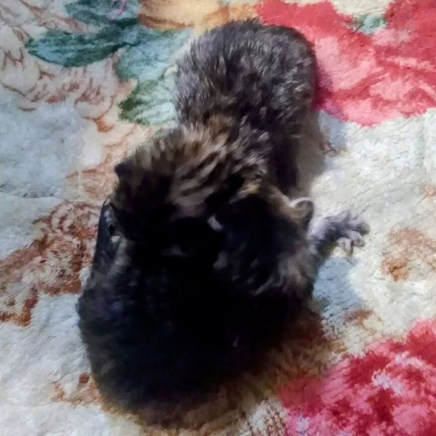 Сибирский котёнок