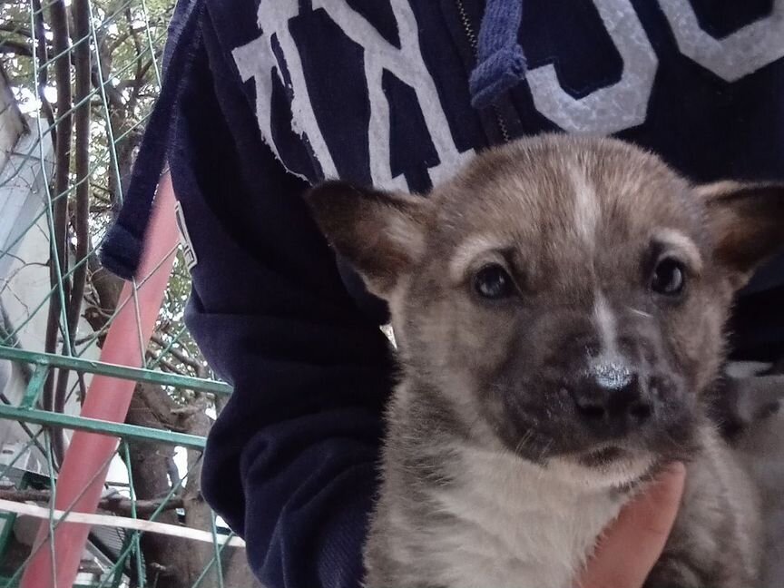 Отдам последнего щенка)