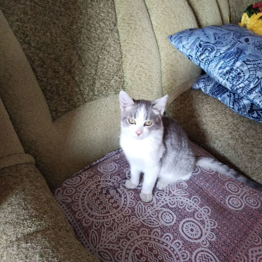 Котик в добрые руки