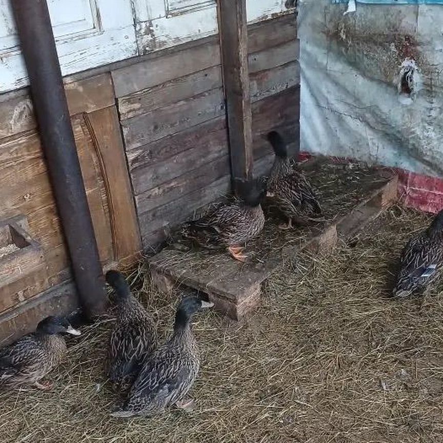 Подсадные утки чубарые