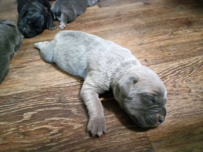 Щенки итальянского Кане корсо