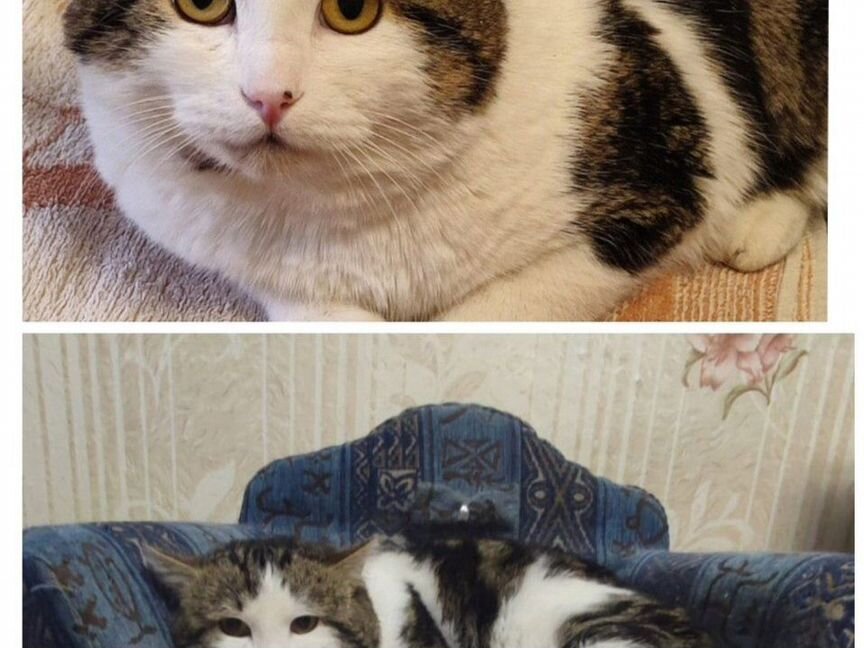 Котик с грустными глазами