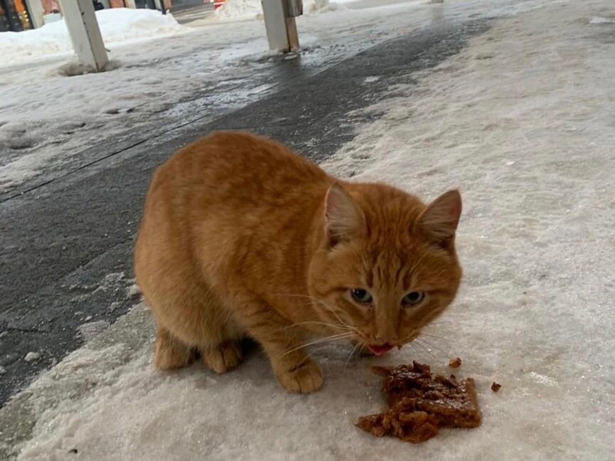 Рыжий котик в добрые руки выкинули на остановку