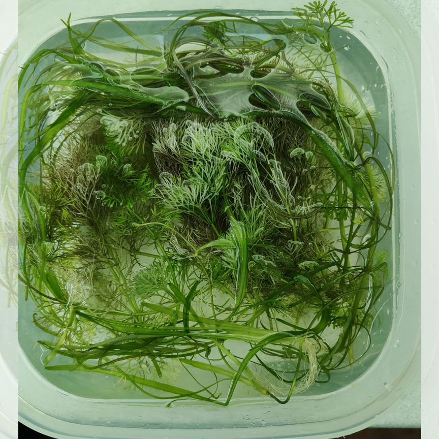 Аквариумные растения