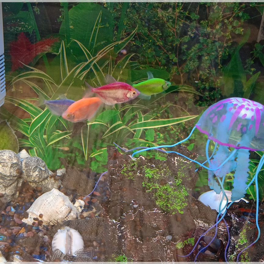 Продам аквариумных рыбок