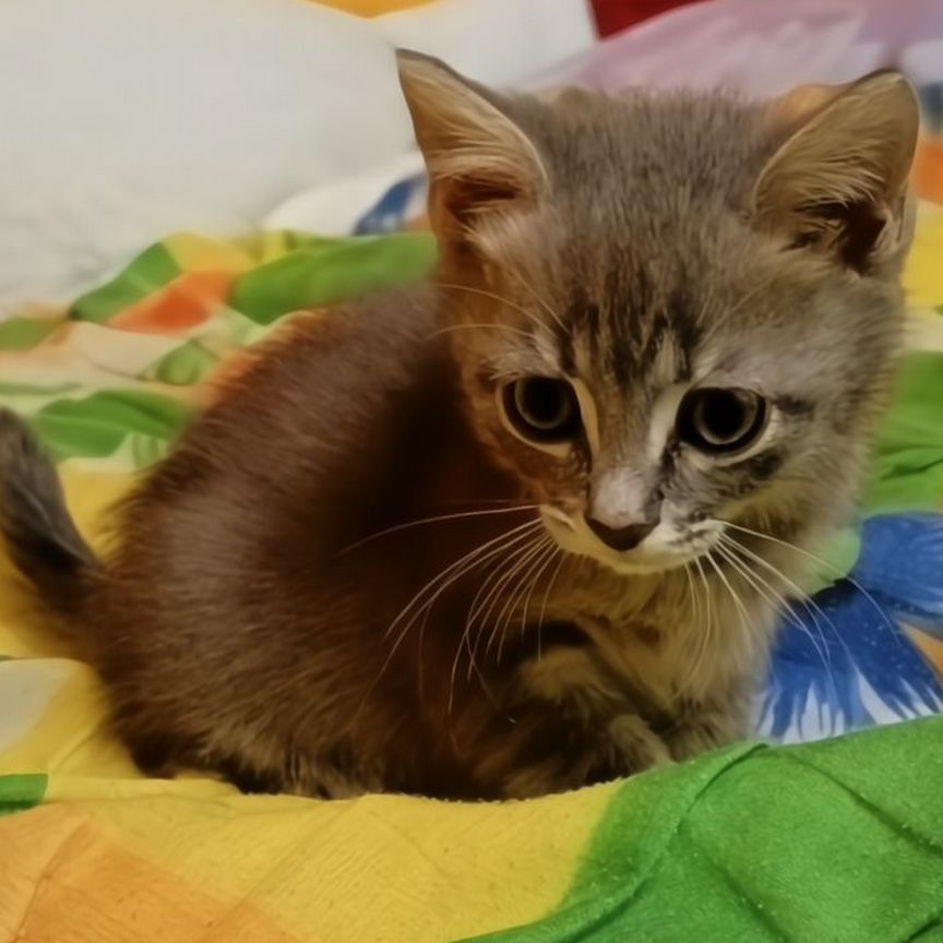 Сибирский котёнок