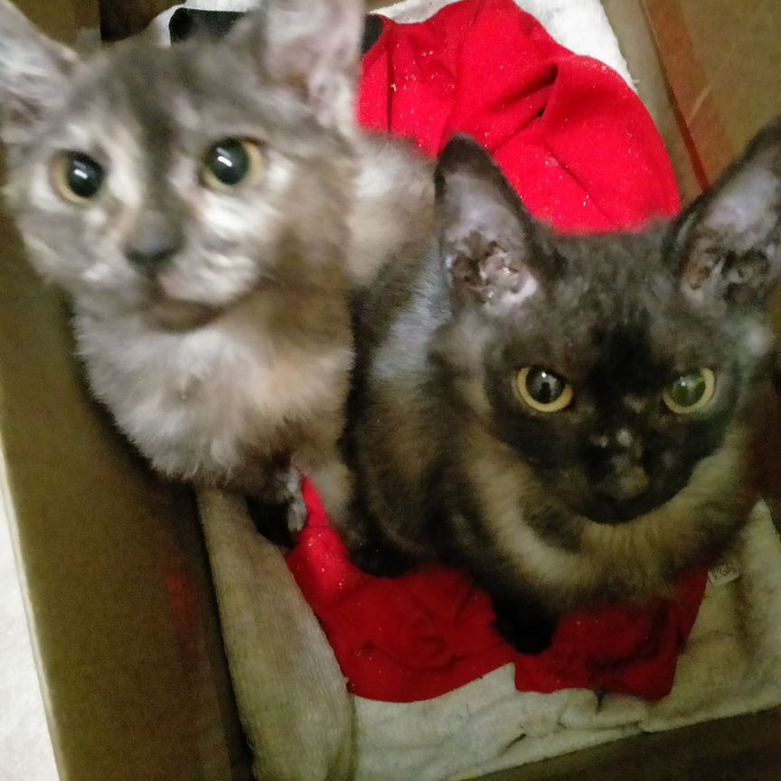 Котята