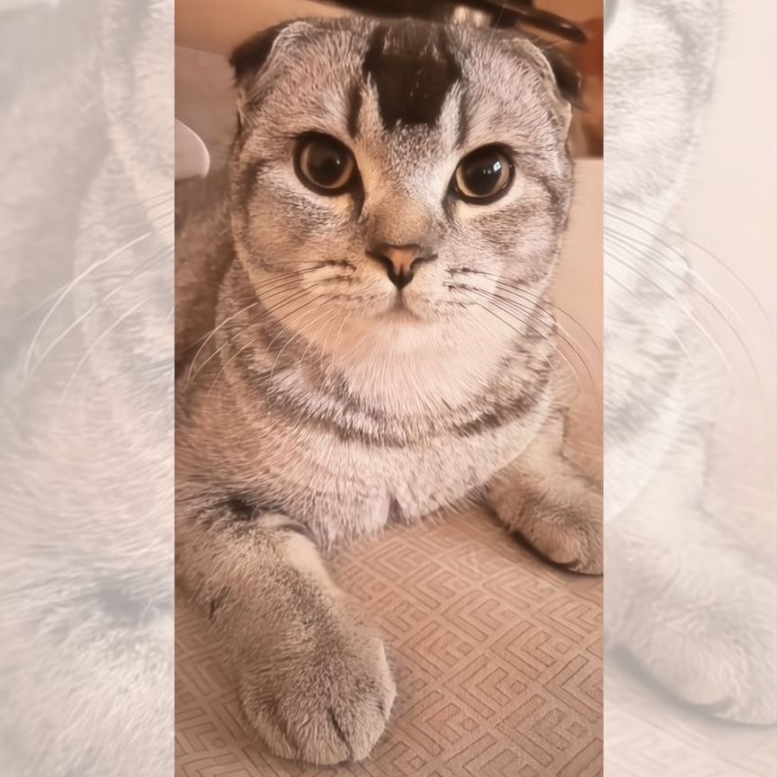 Шотландский вислоухий короткошёрстный кот, вязка