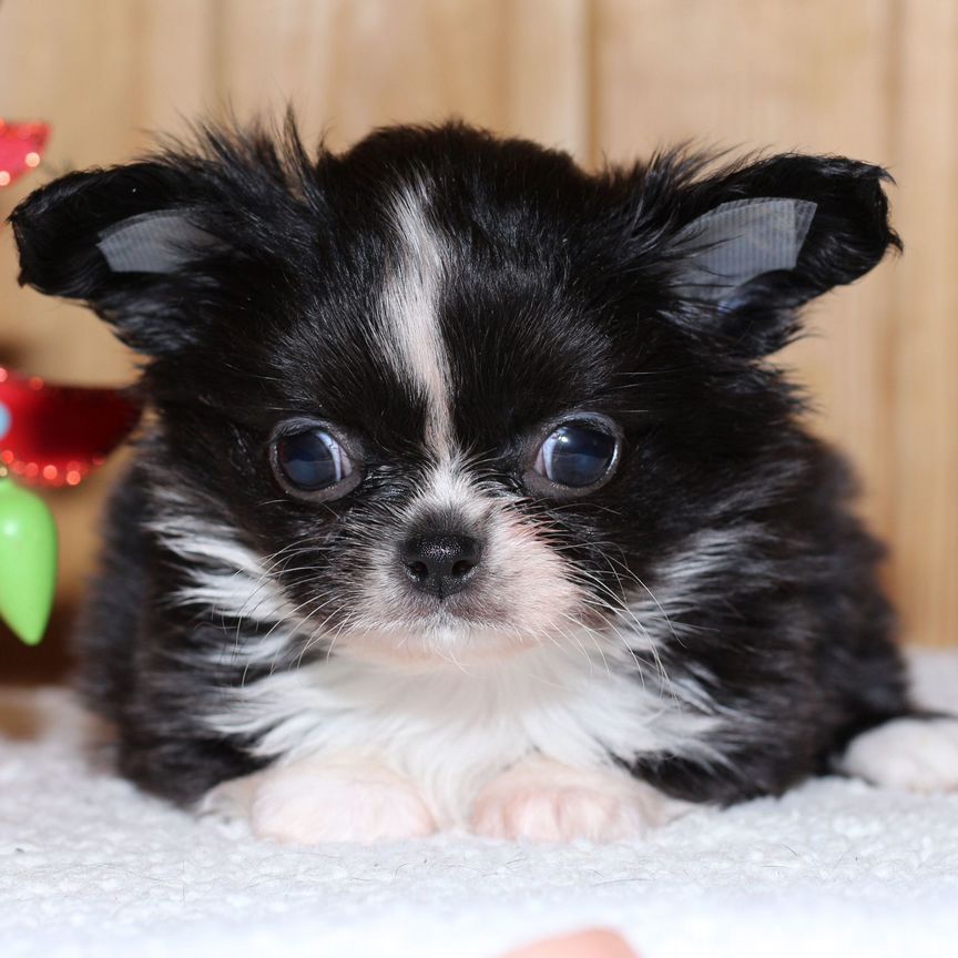 Чихуахуа, щенок