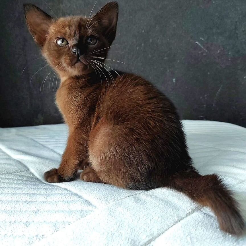 Котята бурма ищут дом