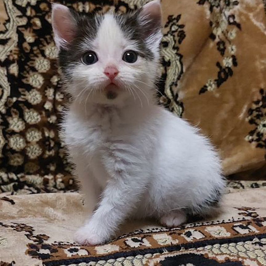 Бесплатно маленькая умная и ласковая кошечка