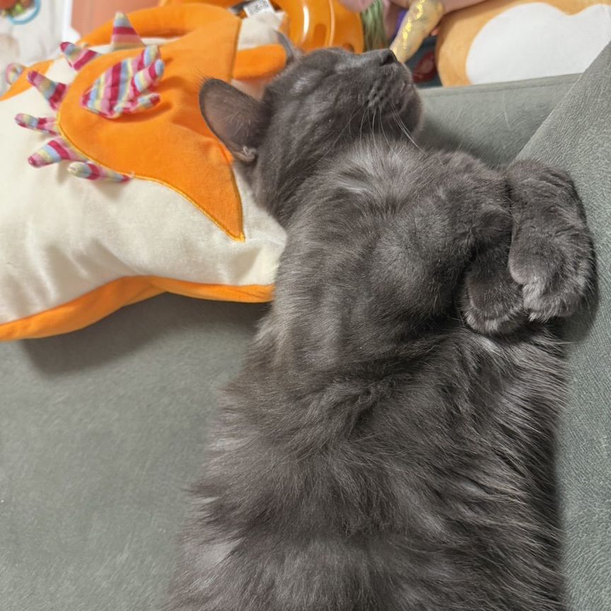 Коты в добрые руки